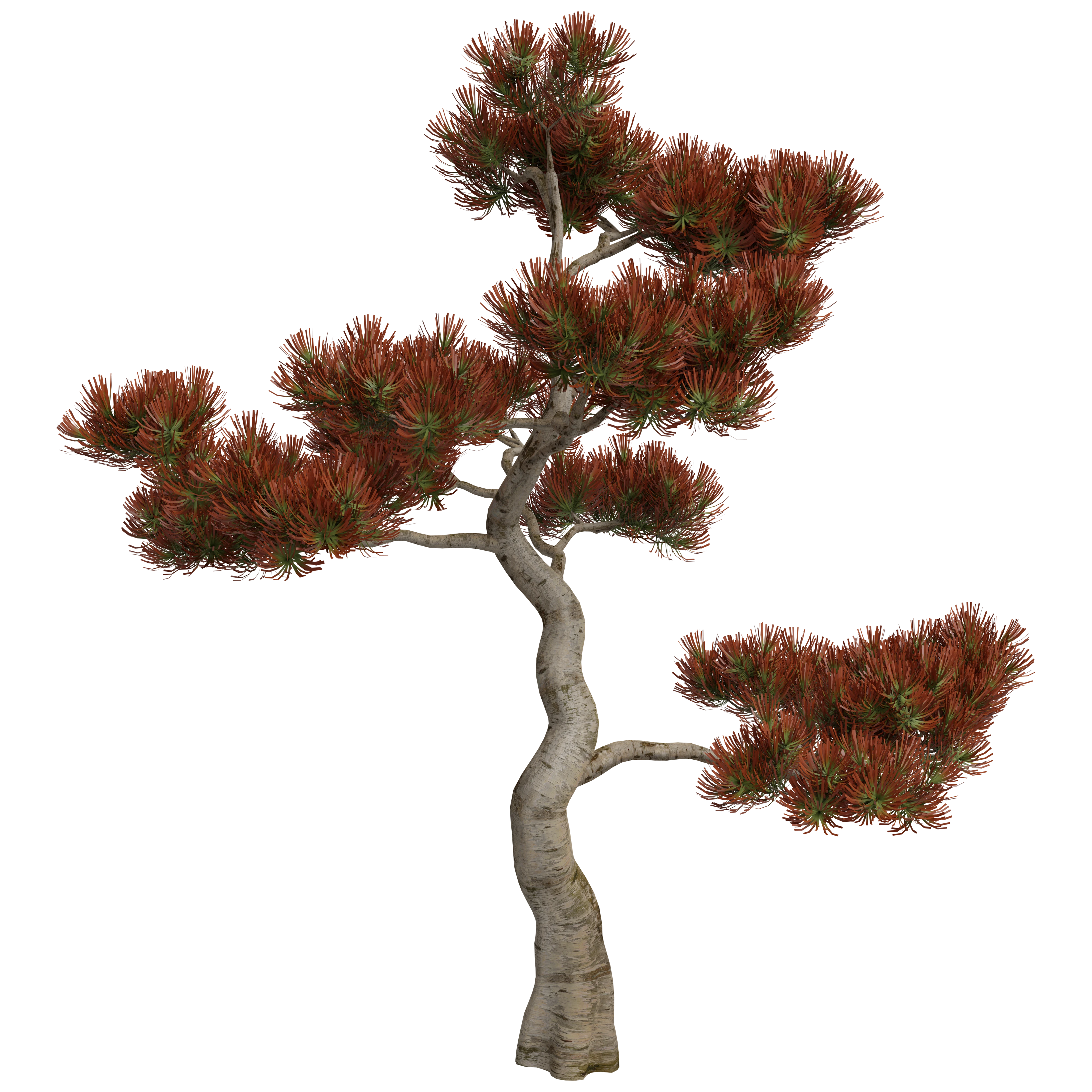 Coniferous Tree 3D Model - A23D