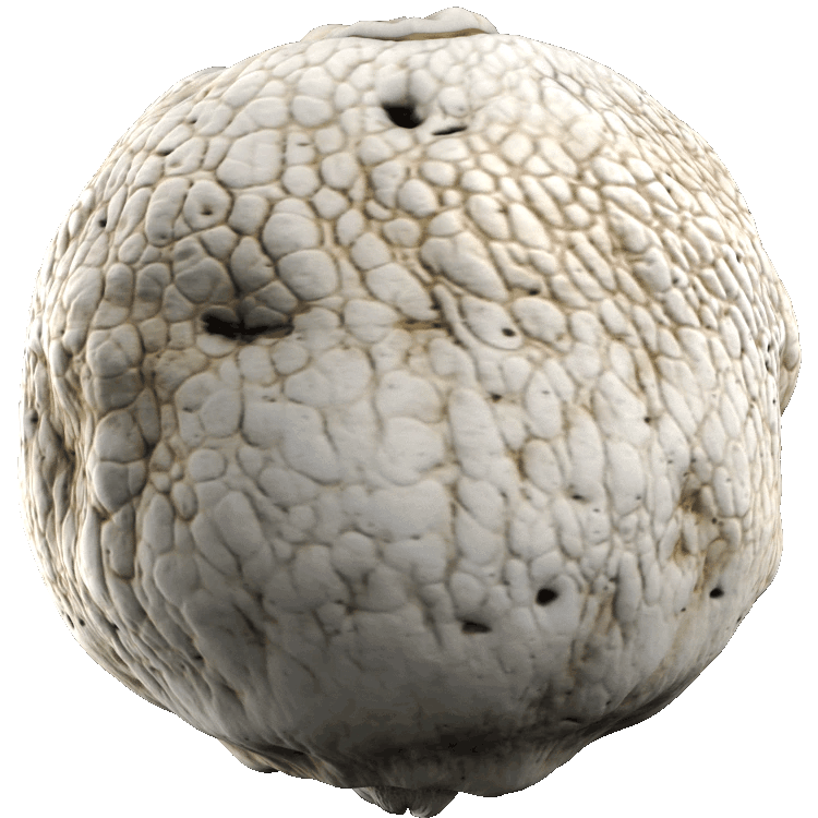 Bolete Mushroom Skin PBR Texture - A23D