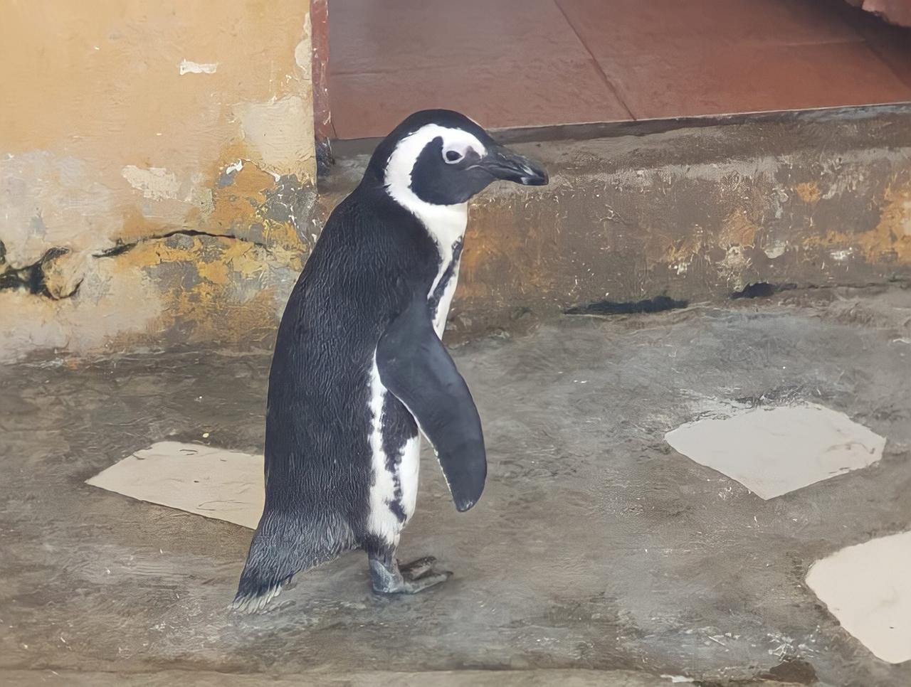 Faleceu "Piloto", o pinguim mais famoso de Angola - AngoRussia