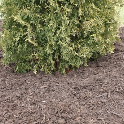 Weaver Mulch