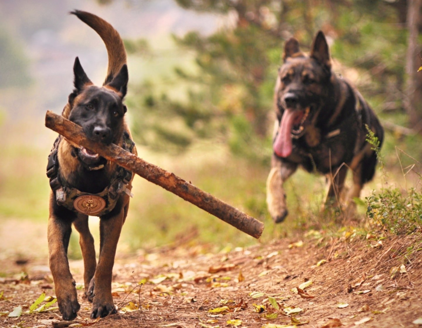 Show your local advertisers how to run with the big dogs - SalesFuel