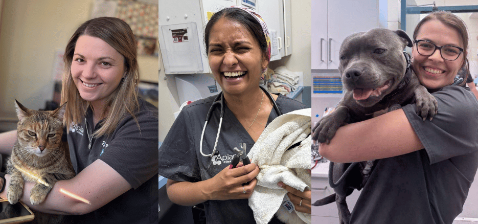 Ormeau Vet | City of Gold Coast Vet Near Me | Professional Pet Clinic ...