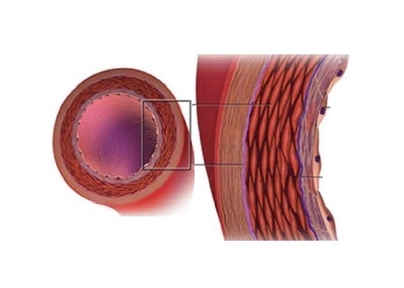 Study Examines Endothelial Responses to COVID-19 Booster Vaccines ...