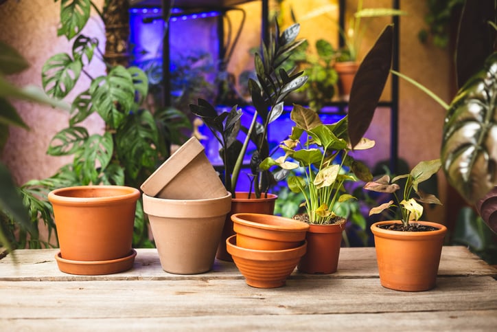 Israeli Study Discovers Plants Can “Talk”