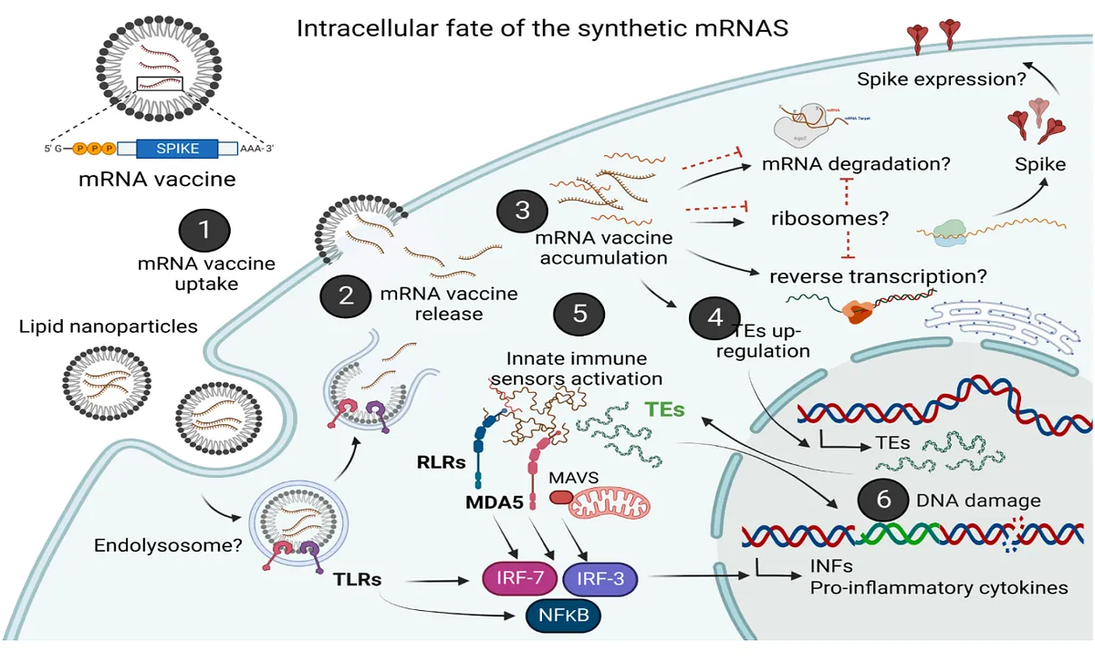 Potential Health Risks of mRNA-Based Vaccine Platforms