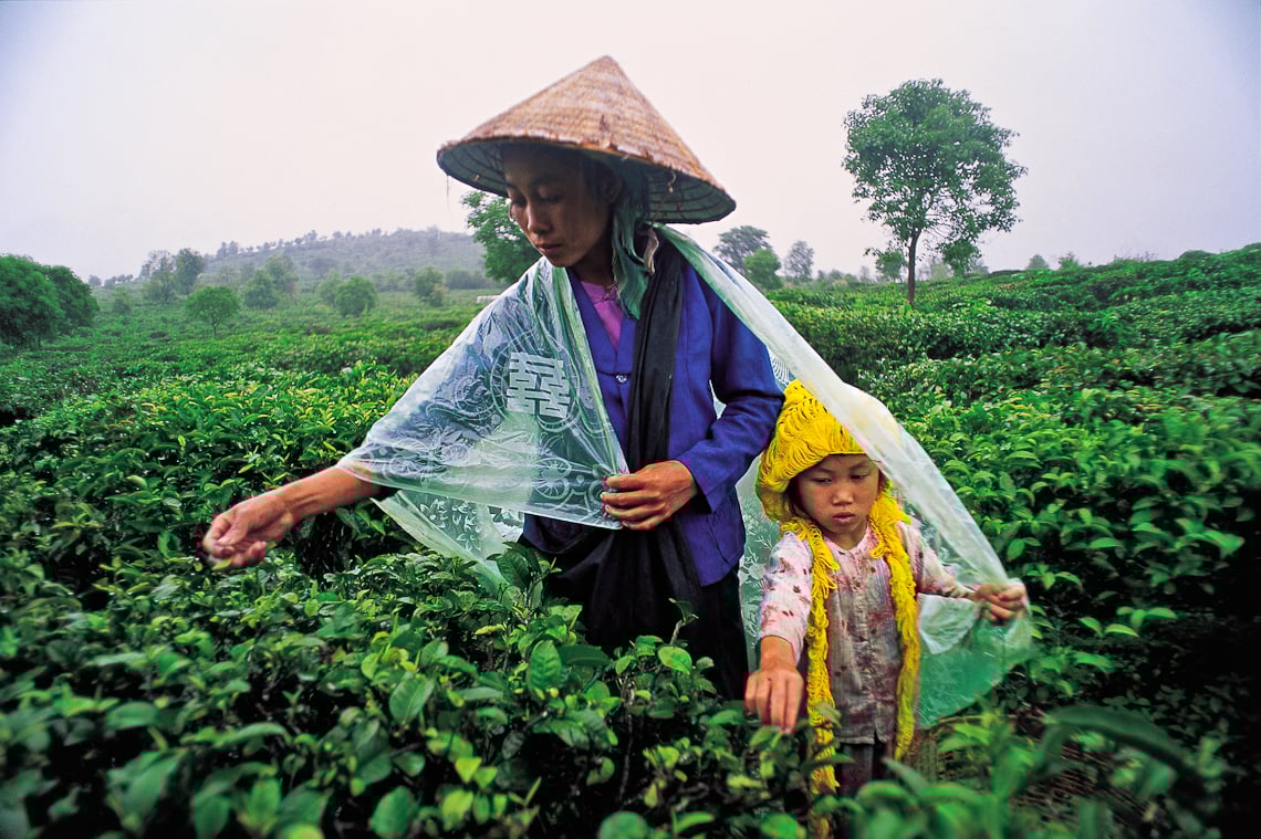 How Does a Tea Become Good? — RADII