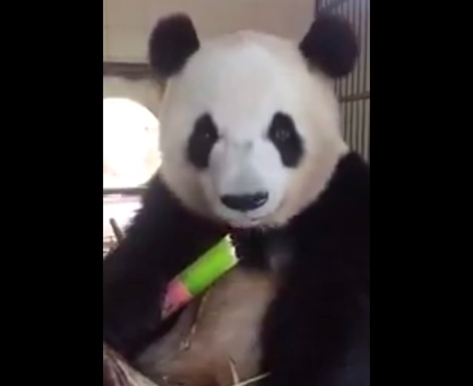 Here's the Close-up Video of a Panda Eating Bamboo You Didn't Know You