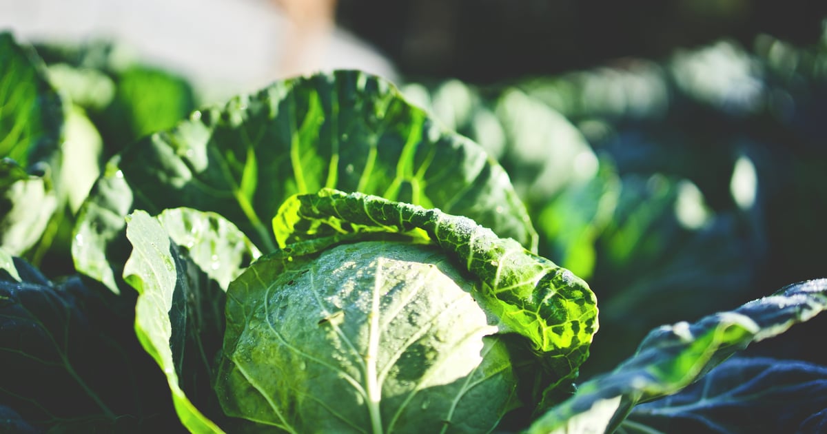 National Cabbage Day
