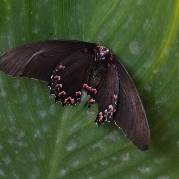 Insects Id: Mimic-Swallowtails (Mimoides)
