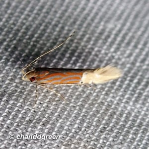 Insects Id: Labdia (Labdia)