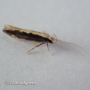 Insects Id: Labdia (Labdia)