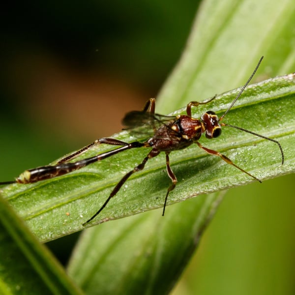 Insects Id: Anomalon (Anomalon)