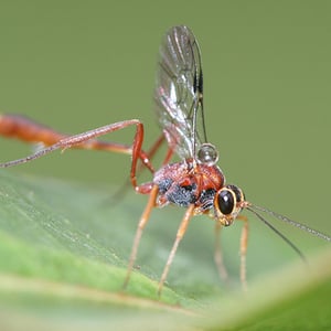 Insects Id: Anomalon (Anomalon)