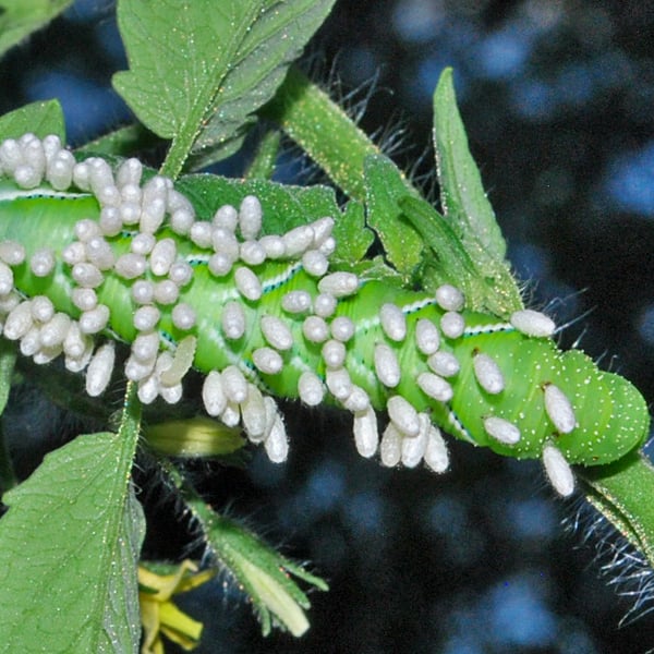 Insects Id: Tomato Hornworm Parasitoid Wasp (Cotesia congregata)