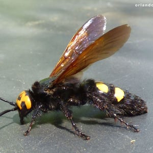 Insects Id: Mammoth Wasp (Megascolia maculata)