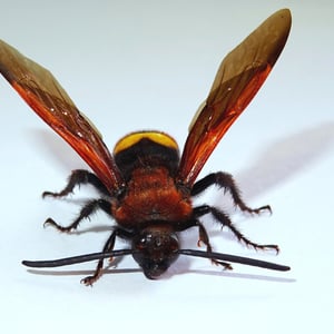 Insects Id: Mammoth Wasp (Megascolia maculata)