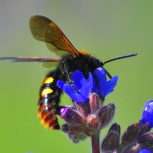 Insects Id: Mammoth Wasp (Megascolia maculata)