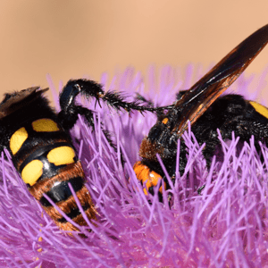 Insects Id: Mammoth Wasp (Megascolia maculata)