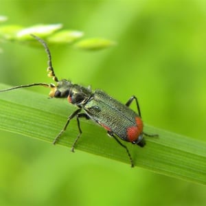 Insects Id: Common Malachite-beetle (Malachius bipustulatus)
