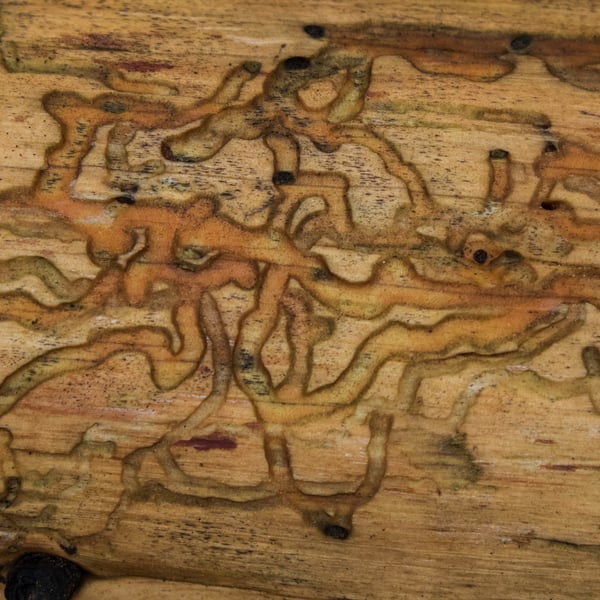 Insects Id: Engraver Beetles (Ips)