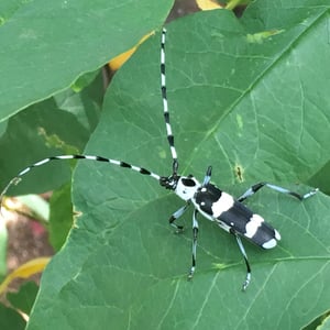 Insects Id: Banded Alder Borer (Rosalia funebris)