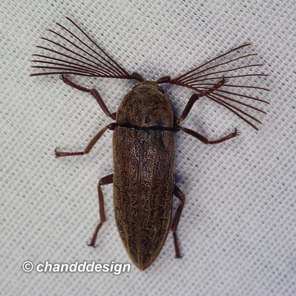 Insects Id: Callirhipid Cedar Beetles (Callirhipidae)