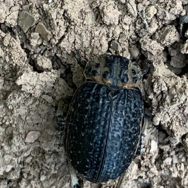 Insects Id: Carcass Beetles (Omorgus)