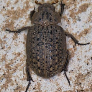 Insects Id: Carcass Beetles (Omorgus)