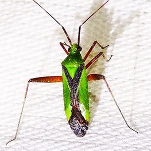 Insects Id: Phytocoris (Phytocoris)