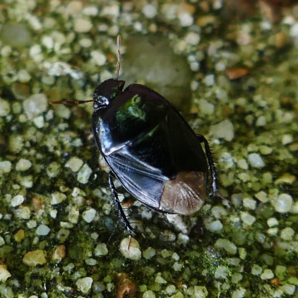 Insects Id: Two-lined Burrowing Bug (Pangaeus bilineatus)
