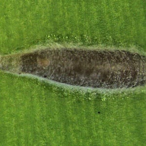 Insects Id: Armored Scale Insects (Diaspididae)