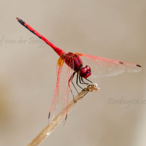 Insects Id: Red-veined Dropwing (Trithemis arteriosa)