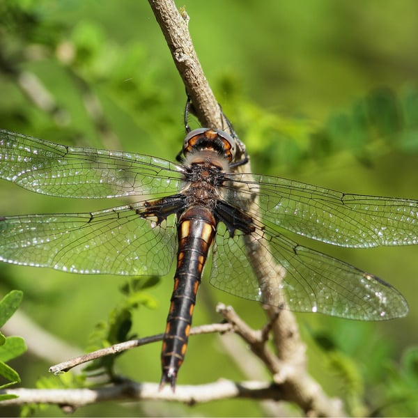 Insects Id: Common Baskettail (Epitheca cynosura)