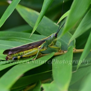 Insects Id: Yellow-spined Bamboo Locust (Ceracris kiangsu)