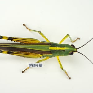 Insects Id: Yellow-spined Bamboo Locust (Ceracris kiangsu)