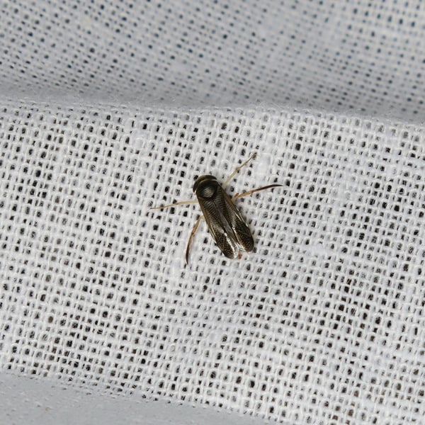 Insects Id: Sigara (Sigara)