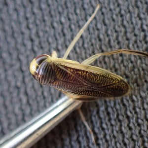 Insects Id: Sigara (Sigara)