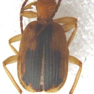 Insects Id: Brachinus dorsalis (Brachinus dorsalis)