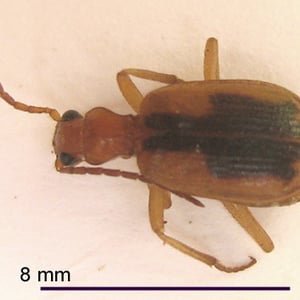 Insects Id: Brachinus dorsalis (Brachinus dorsalis)