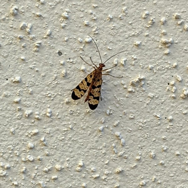 Insects Id: Giant Casemaker Caddisflies (Phryganeidae)