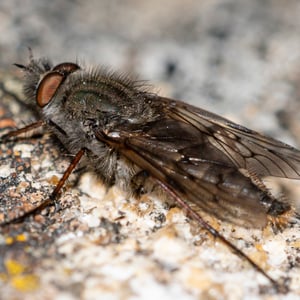 Insects Id: Thereva strigata (Thereva strigata)