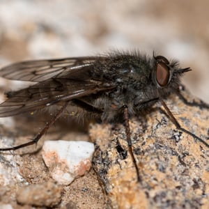 Insects Id: Thereva strigata (Thereva strigata)