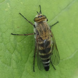 Insects Id: Thereva strigata (Thereva strigata)