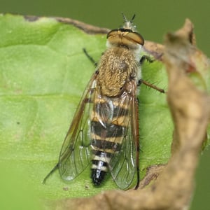 Insects Id: Thereva strigata (Thereva strigata)
