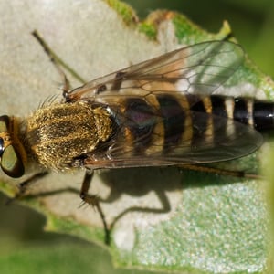 Insects Id: Thereva strigata (Thereva strigata)