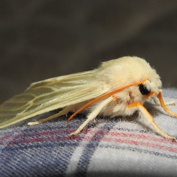 Insects Id: Amastus alba (Amastus alba)