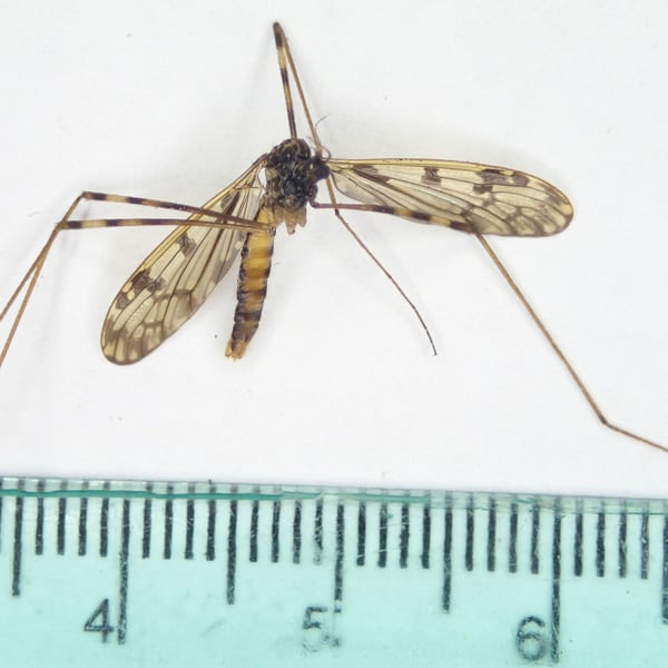 Insects Id Limonia Immatura Limonia Immatura