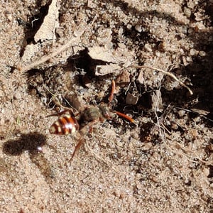 Insects Id: Bear-clawed Nomad Bee (Nomada baccata)