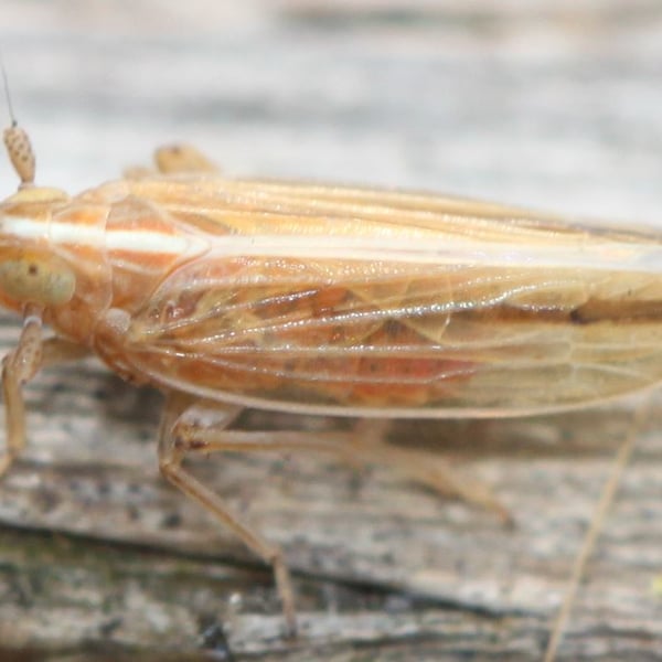 Insects Id: Stenocranus minutus (Stenocranus minutus)