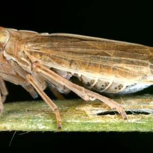 Insects Id: Stenocranus minutus (Stenocranus minutus)